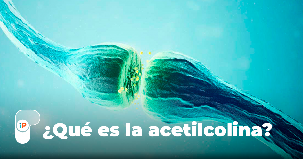 ¿Qué es la acetilcolina y cómo potencia al cerebro? | IP - Información ...